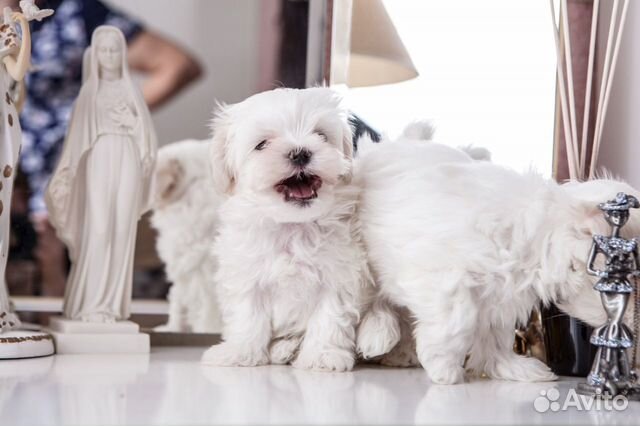 Щенки мальтезе,мальчики