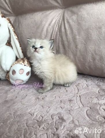 Невская маскарадная. Котенок. Девочка