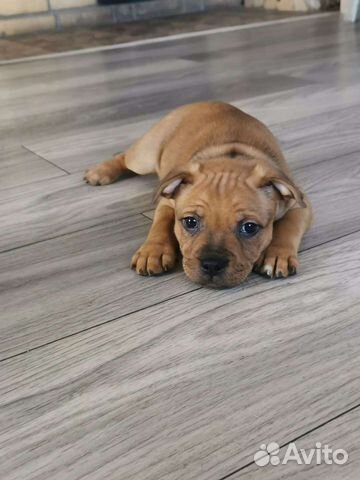 Стаффордширский бультерьер