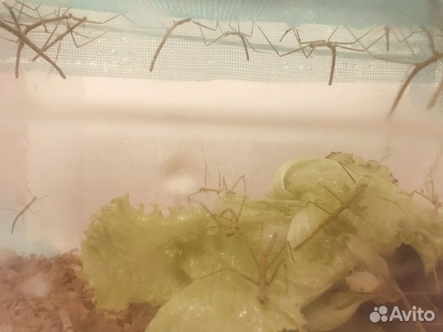 Насекомые палочники