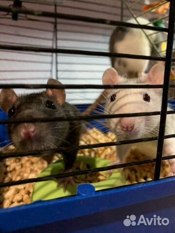 Крысята с клеткой