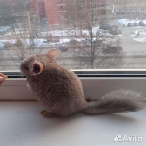 Шиншилленок,мальчик