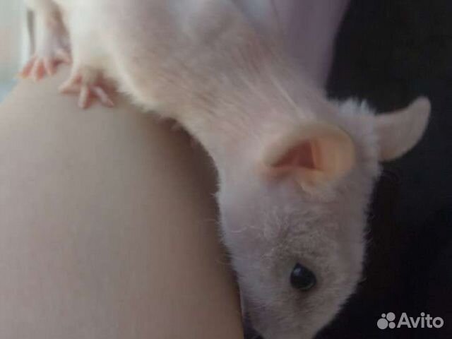 Крыса девочка 5 месяцев