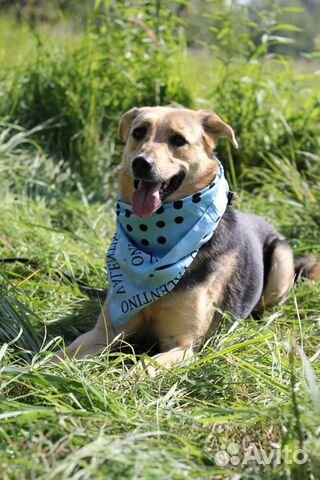 Красотка Шелли ищет дом