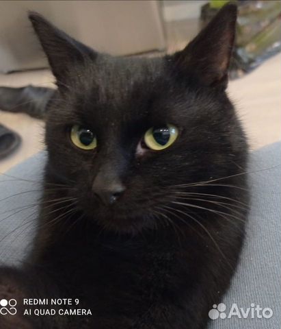 Отдам в хорошие руки черного зеленоглазого кота