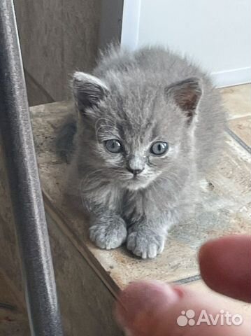 Британский котик