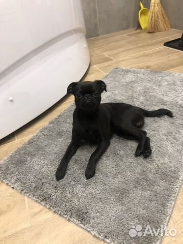 Вязка,Пти Брабансон