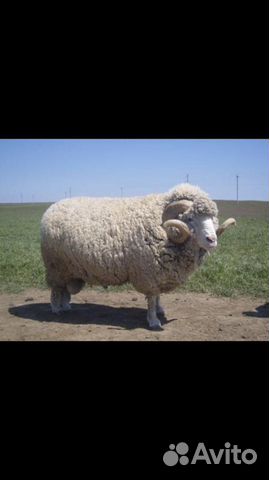 Мясо баранина халяль