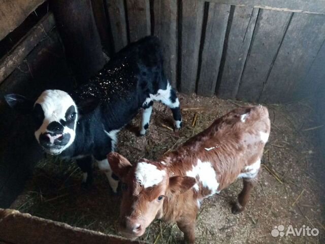 Бычок и телочка