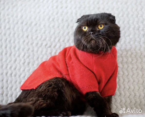 Шотланский вислоухий кот ищет дом