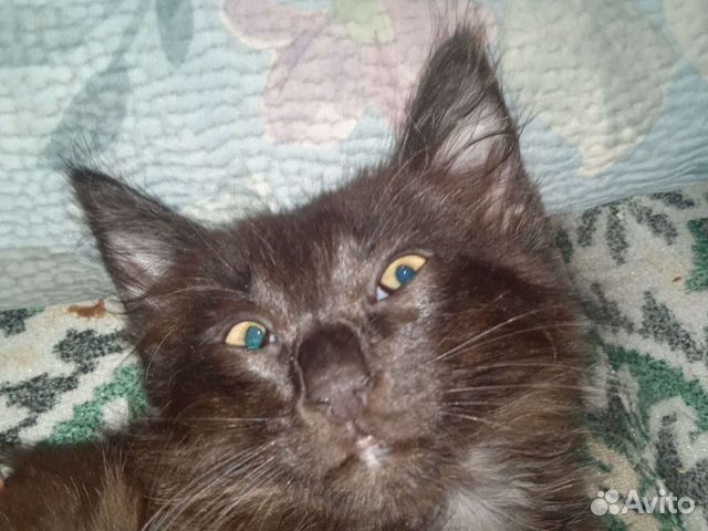 Одаём кошек 3 в добрые руки мальчики один ходит в