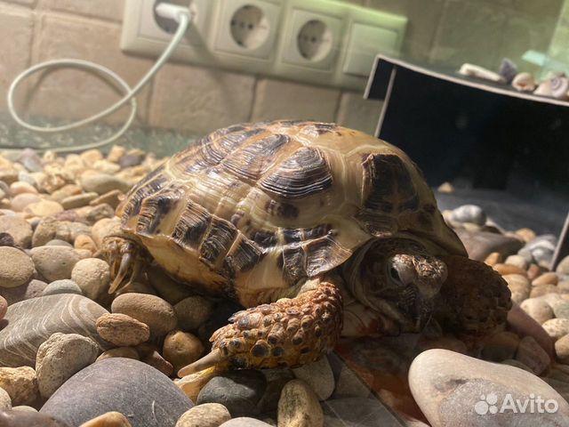 Отдам черепашку с террариумом в очень добрые руки