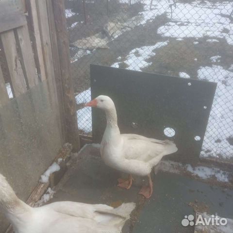 Обменяю гусака на гусыню
