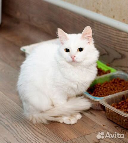 Кошечка Вивьен в добрые руки