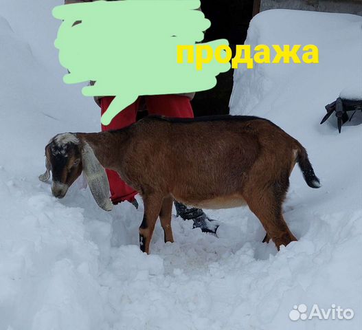 Нубийские козы