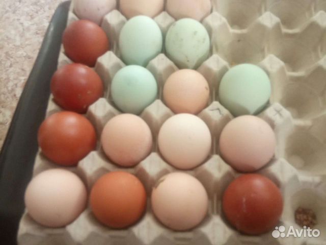 Инкубационное яйцо