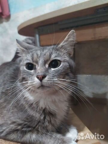 Котик. Пристрой