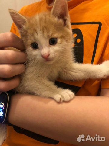 Котята-рыжики в добрые руки