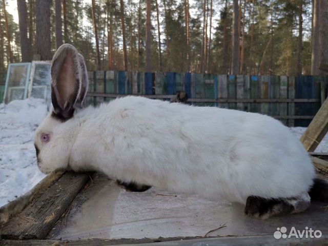 Кролик калифорния самки год