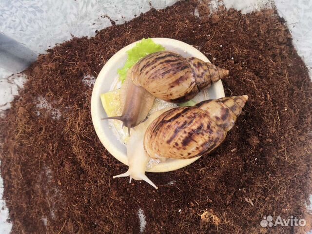 Улитки ахатины ретикулята