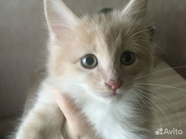 Коты