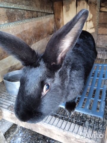 Кролики мясных пород