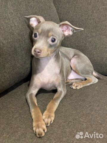 Лиловый мальчик той-терьер