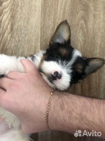 Йорк щенок мальчик