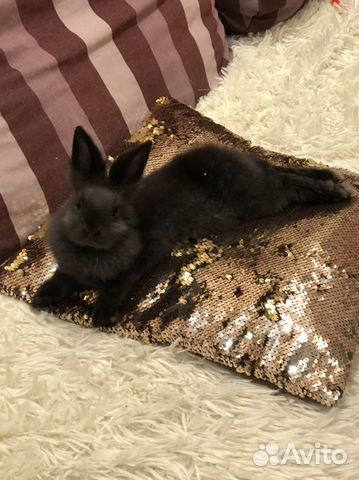 Кролик с клеткой