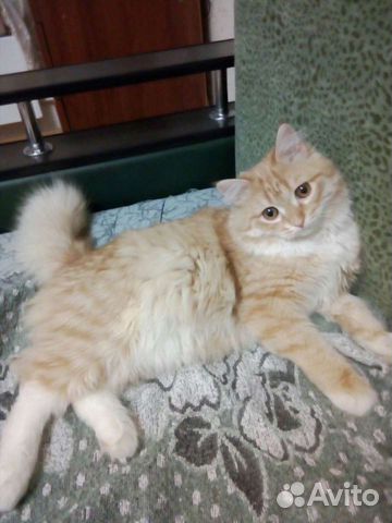 Котик подросток