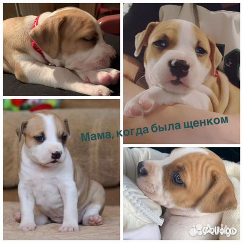 Щенки ам стаффорд