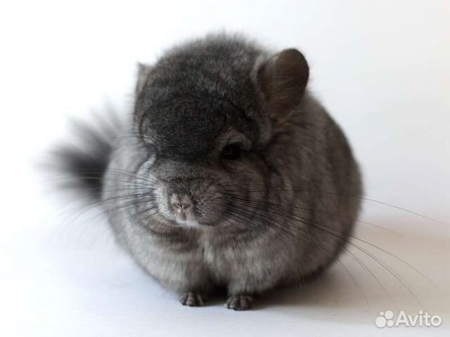 Ангорская шиншилла