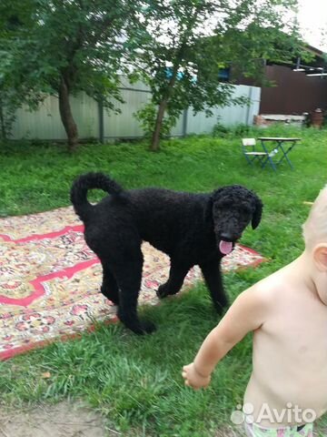 Собаки щенки