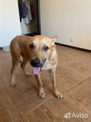 Подброшенной щенок в добрые руки