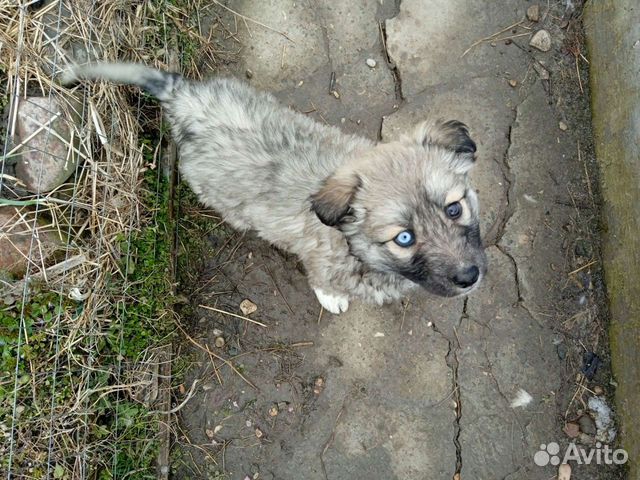 Щенок бесплатно