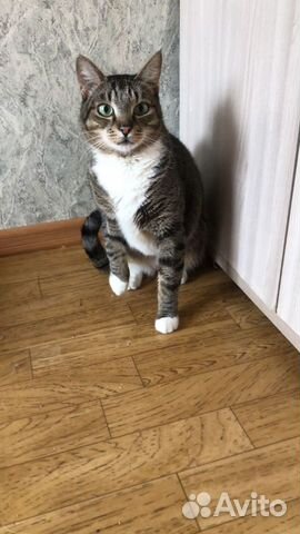 Кошка умничка с томным взглядом