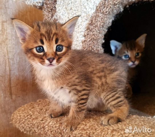 Каракет котята