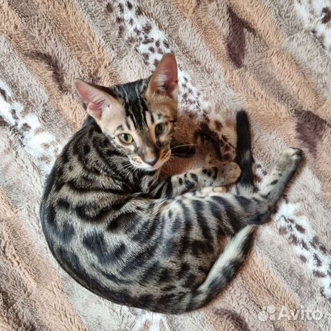 Бенгальская кошка