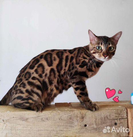 Бенгальская милая кошка
