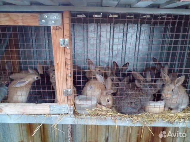 Крольчата мясные