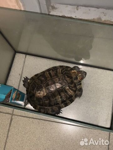 Красноухая черепаха