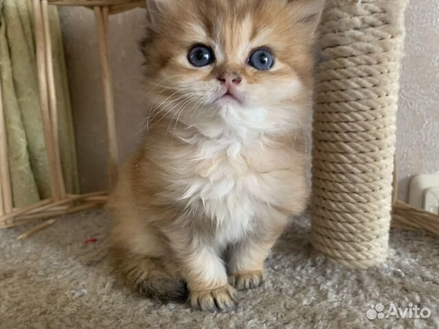 Британский золотой хайленд