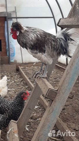 Петух Падуан