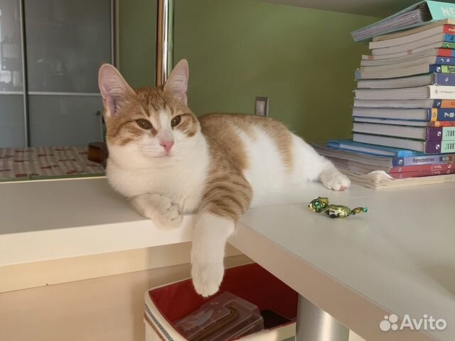 Кошка в добрые руки