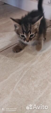 Кошка шотландская смешная
