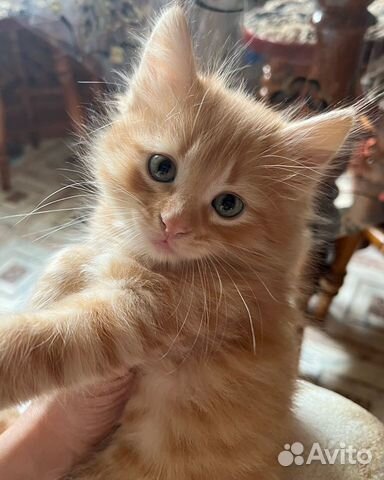 Котенок приносящий удачу