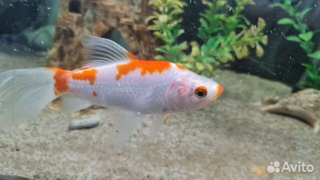 Золотая рыбка Комета (быстрым скидка)