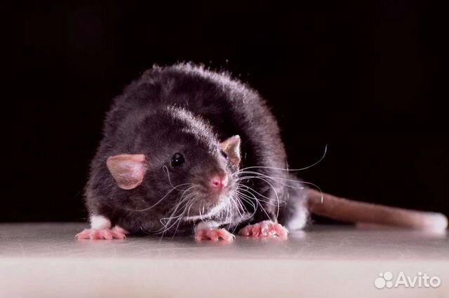 Teddy rat. Крысята дамбо и стандарт