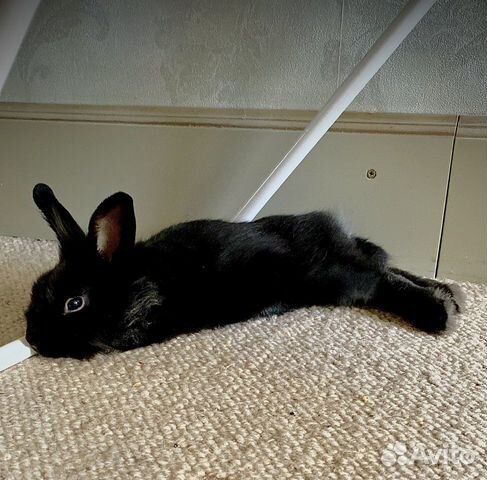 Продаю кролика (девочка 3 месяца)