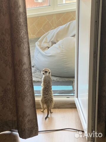 Сурикат (девочка)